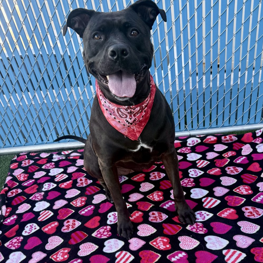 STORMEE is available for adoption at Nevada SPCA
