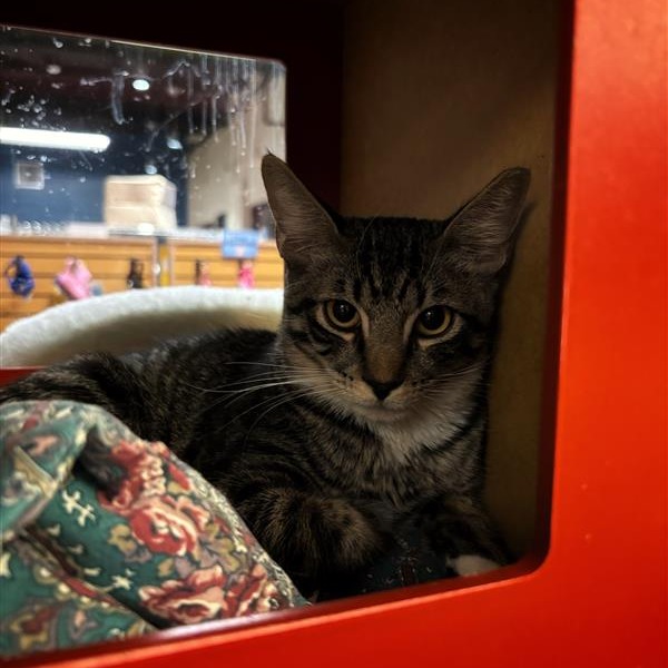 Meet Sweet Pea, a Domestic Shorthair Cat Available For Adoption | Lost ...