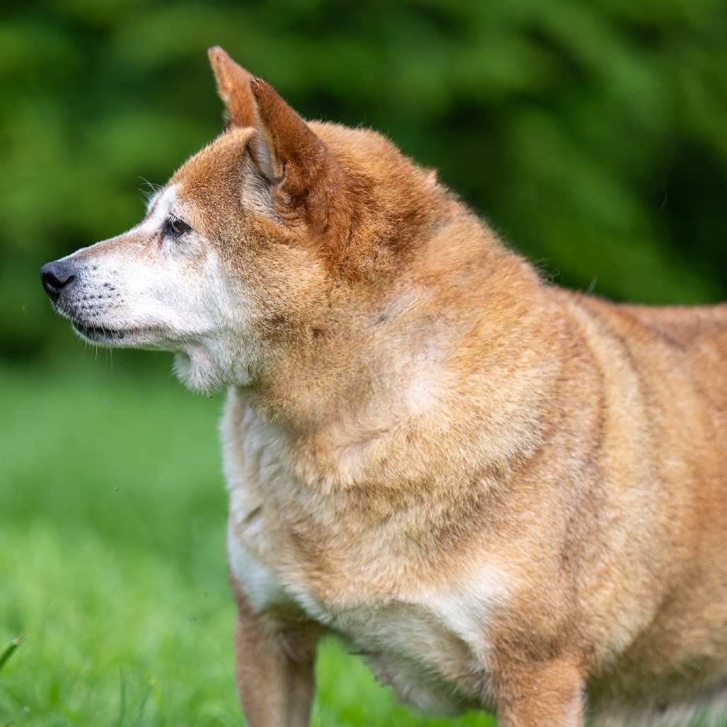 Tiki - Phoenix Animal Rescue