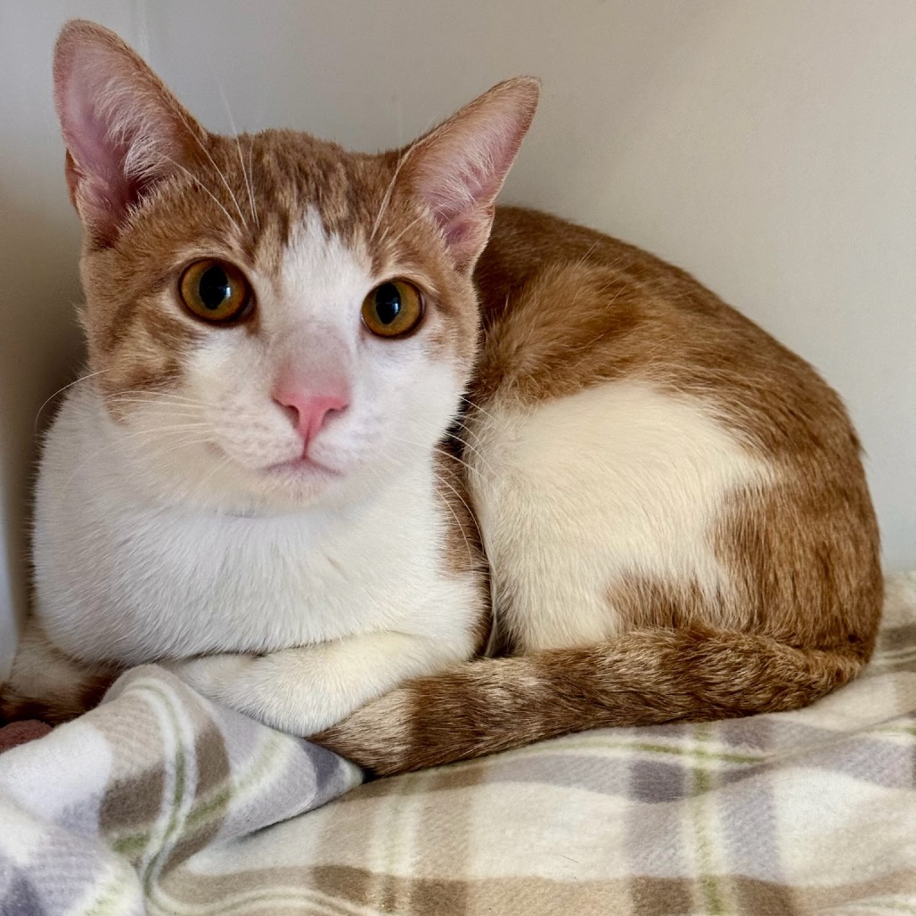 spcaLA – DEDICATED TO THE PREVENTION OF CRUELTY TO ANIMALS SINCE 1877