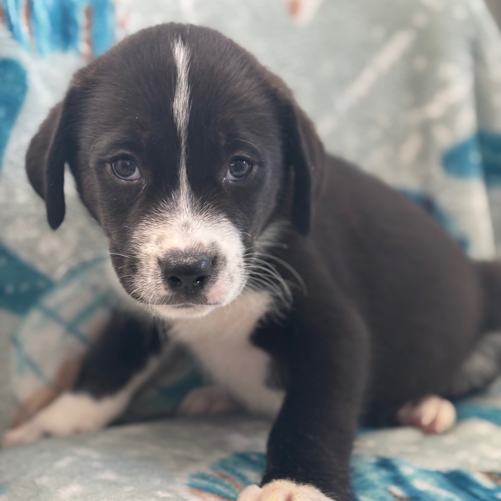 Adoptable Animals - Stray Paws Rescue