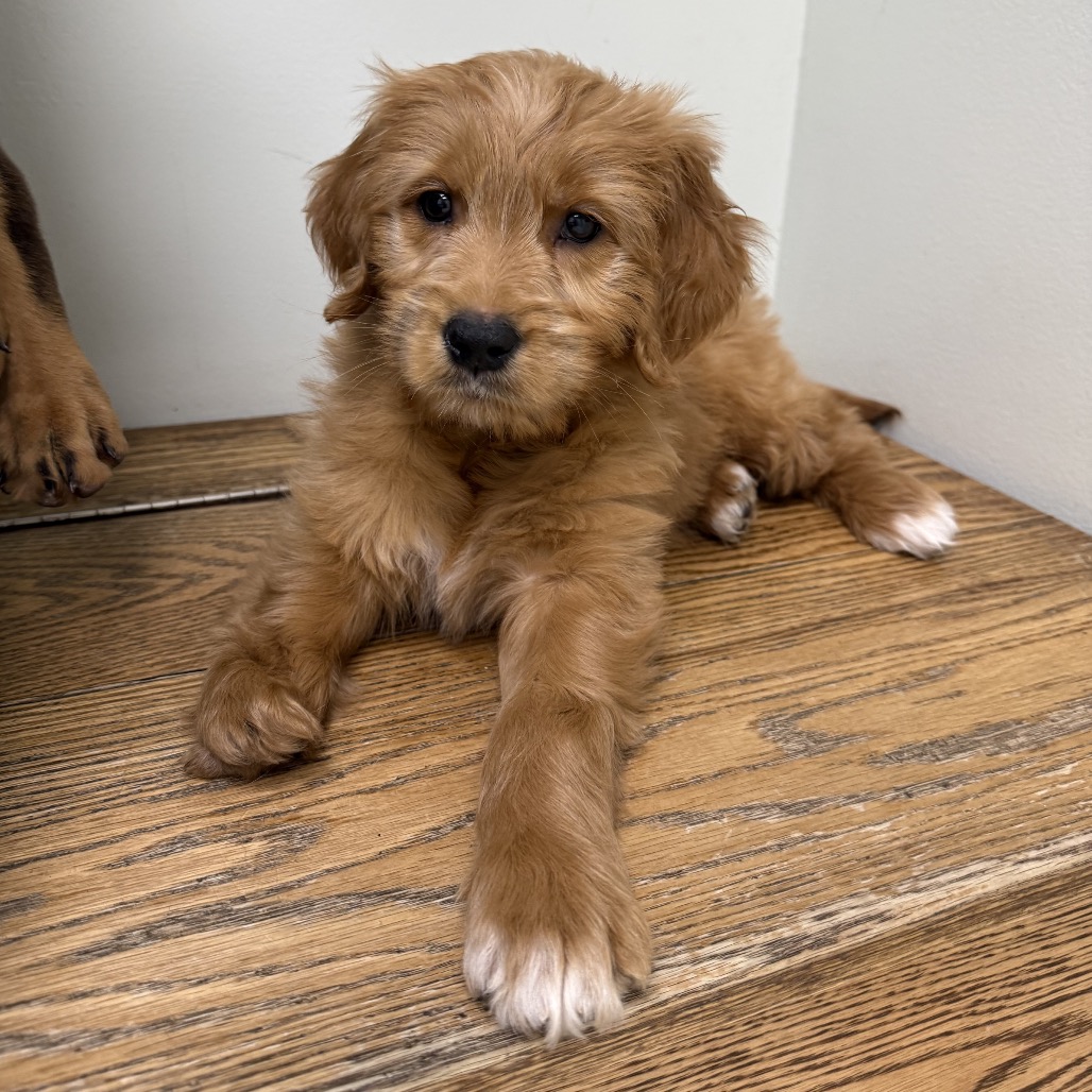 Pearl - Phoenix Animal Rescue