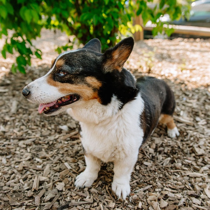 Cora - Phoenix Animal Rescue