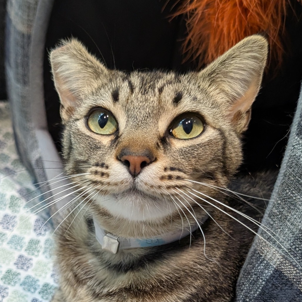 Adoptable – spcaLA