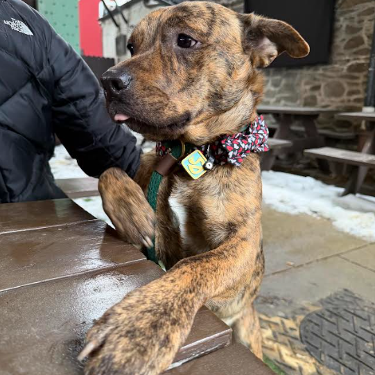 Scrappy is available for adoption at ACCT Philly