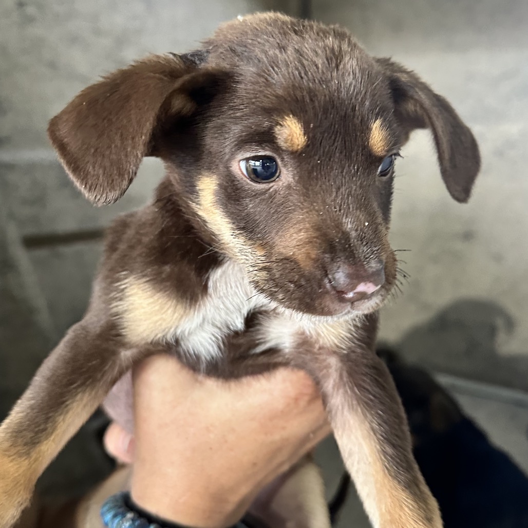 Ingrid is available for adoption at Humane Society of Tampa Bay ...