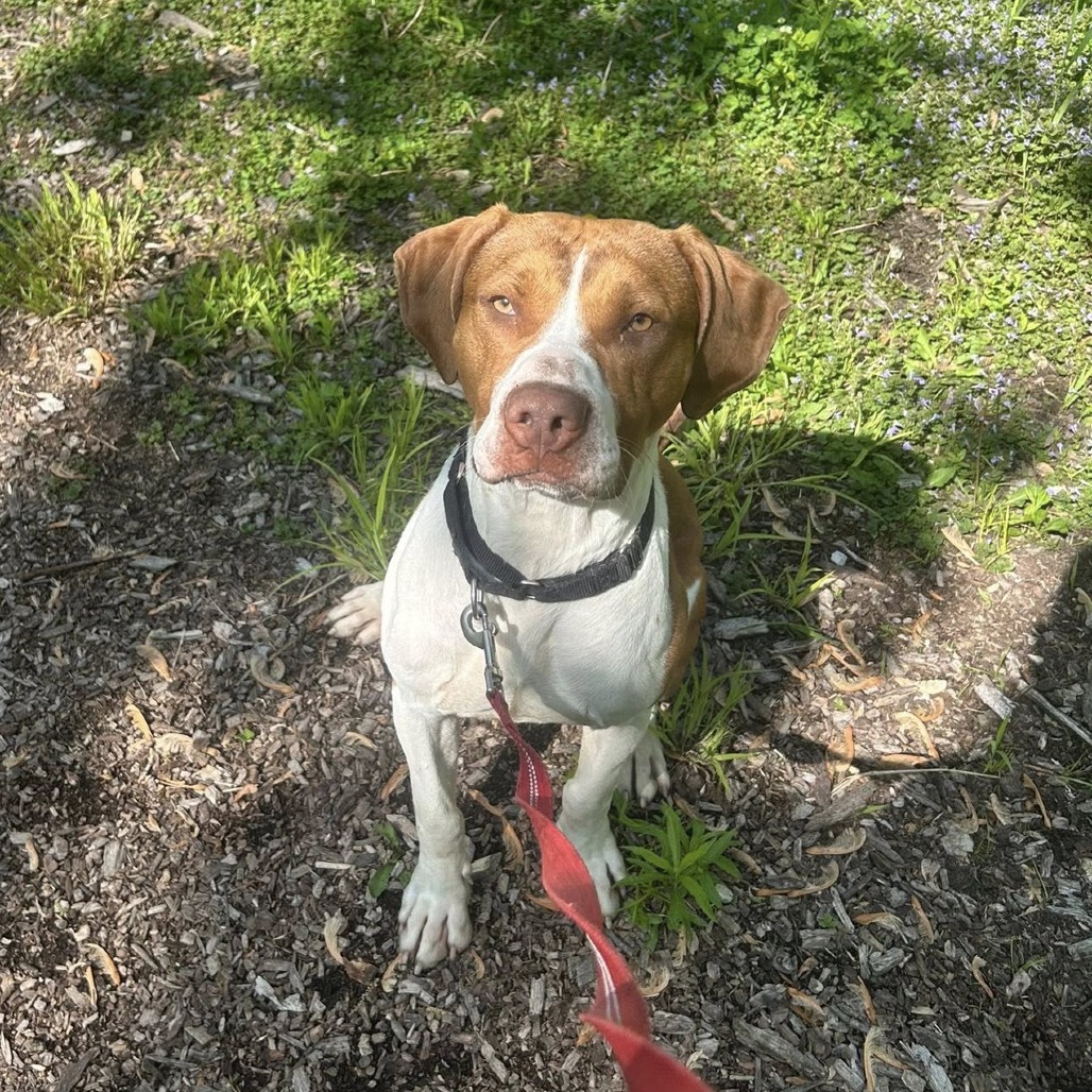 Adopt Dogs - Orphans of the Storm