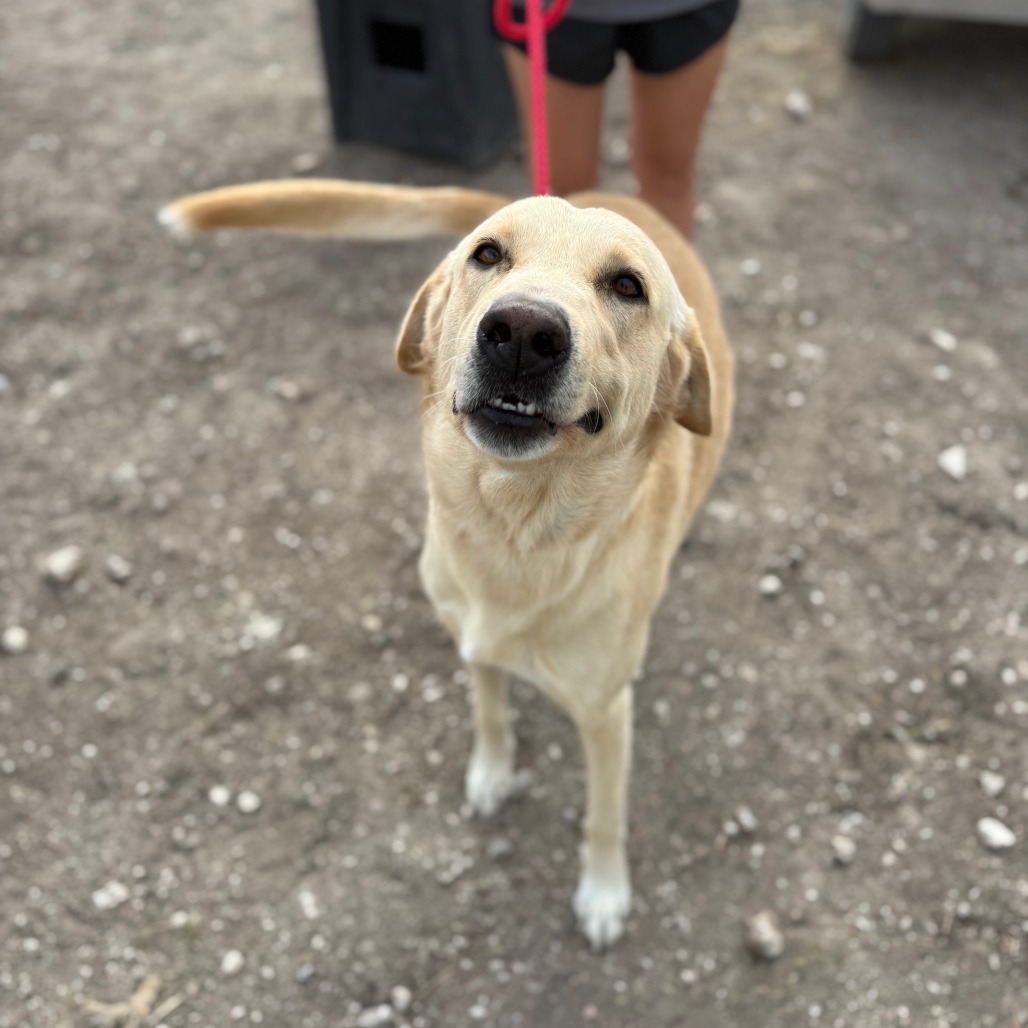 Buddy (212640965) | God's Dogs Rescue