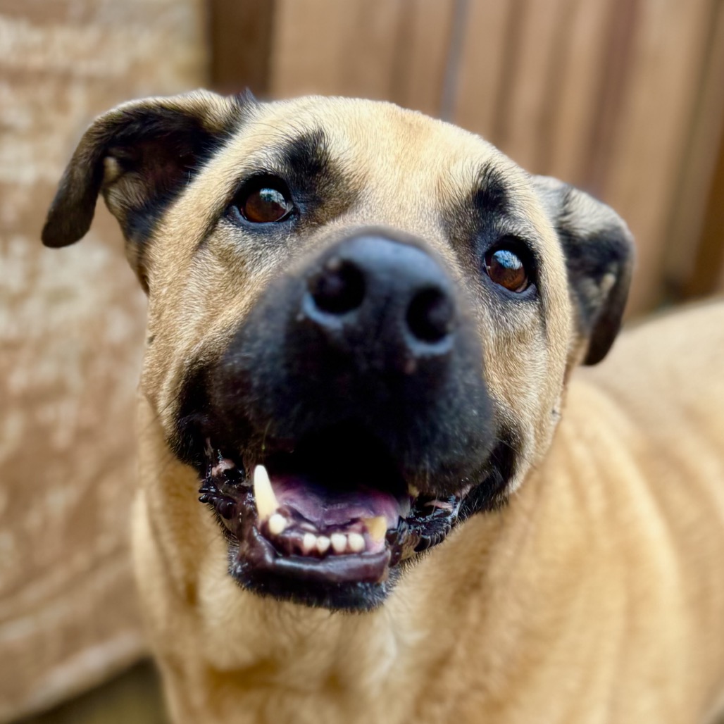 Winston is available for adoption at PAWS Atlanta