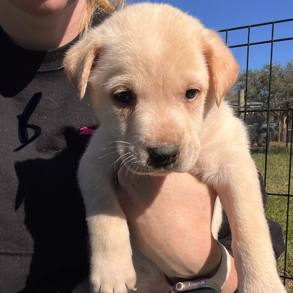 Adopt Dogs - Orphans of the Storm