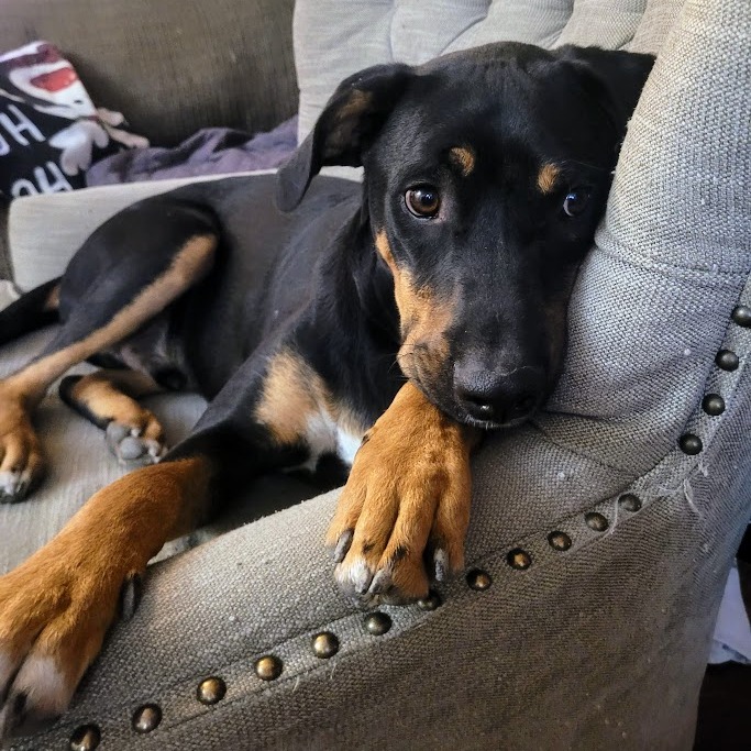 Cerberus (Cerbie) is available for adoption at Humane Society of Utah