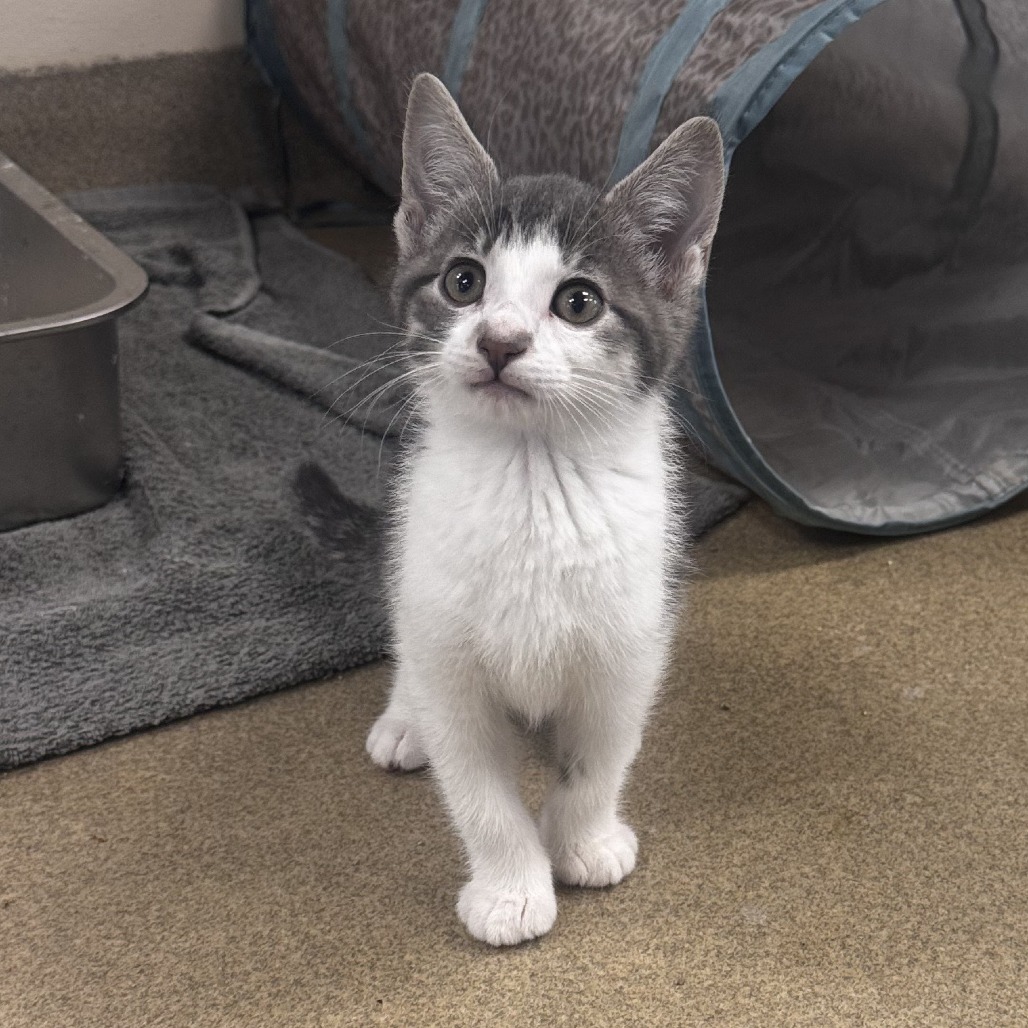 Trax (25-2465 C) is available for adoption at Humane Society of Greater ...