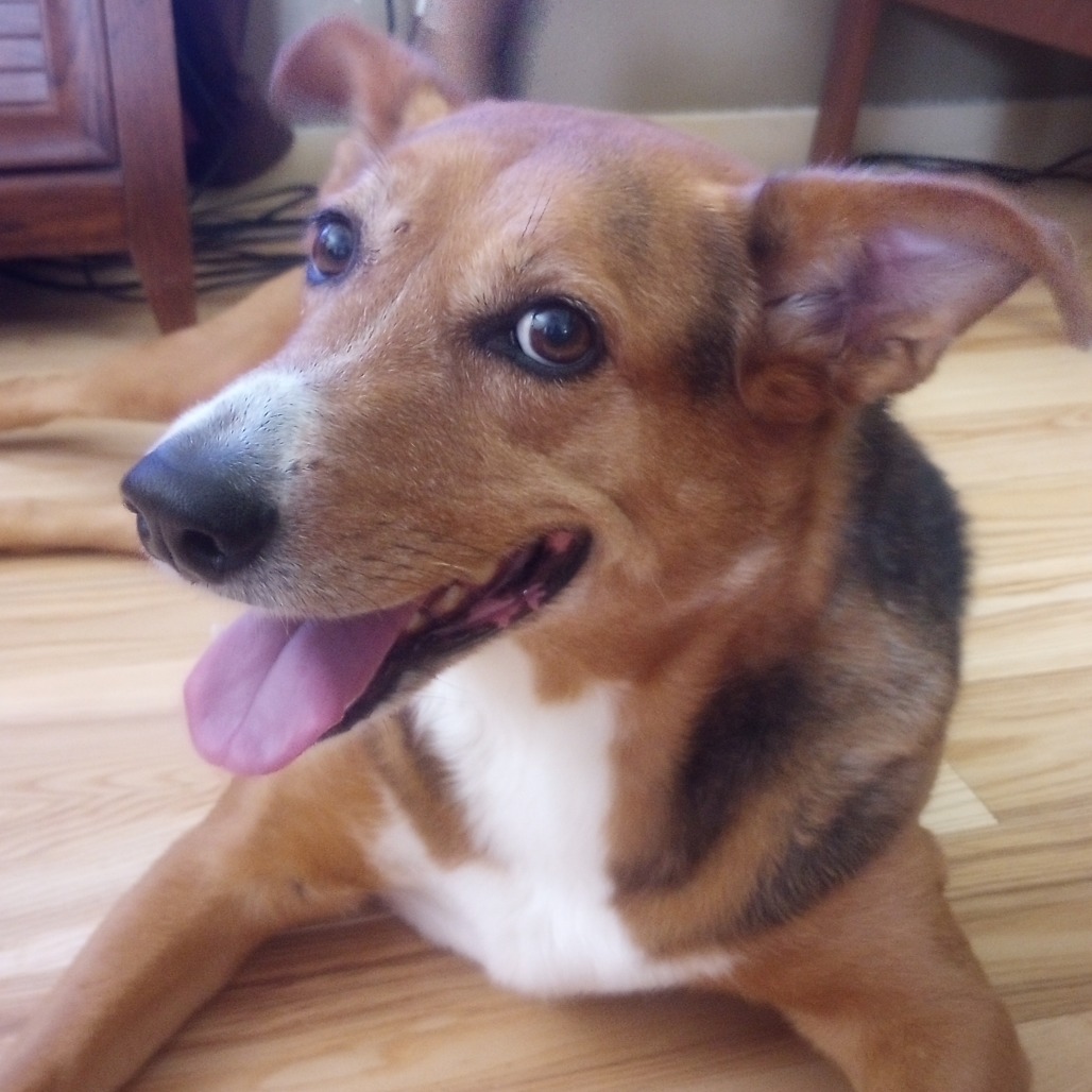 Isabella is available for adoption at All Aboard Animal Rescue