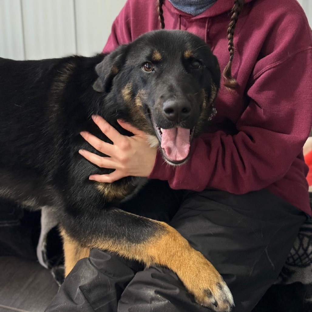 view-animal - Second Chance Animal Rescue Society