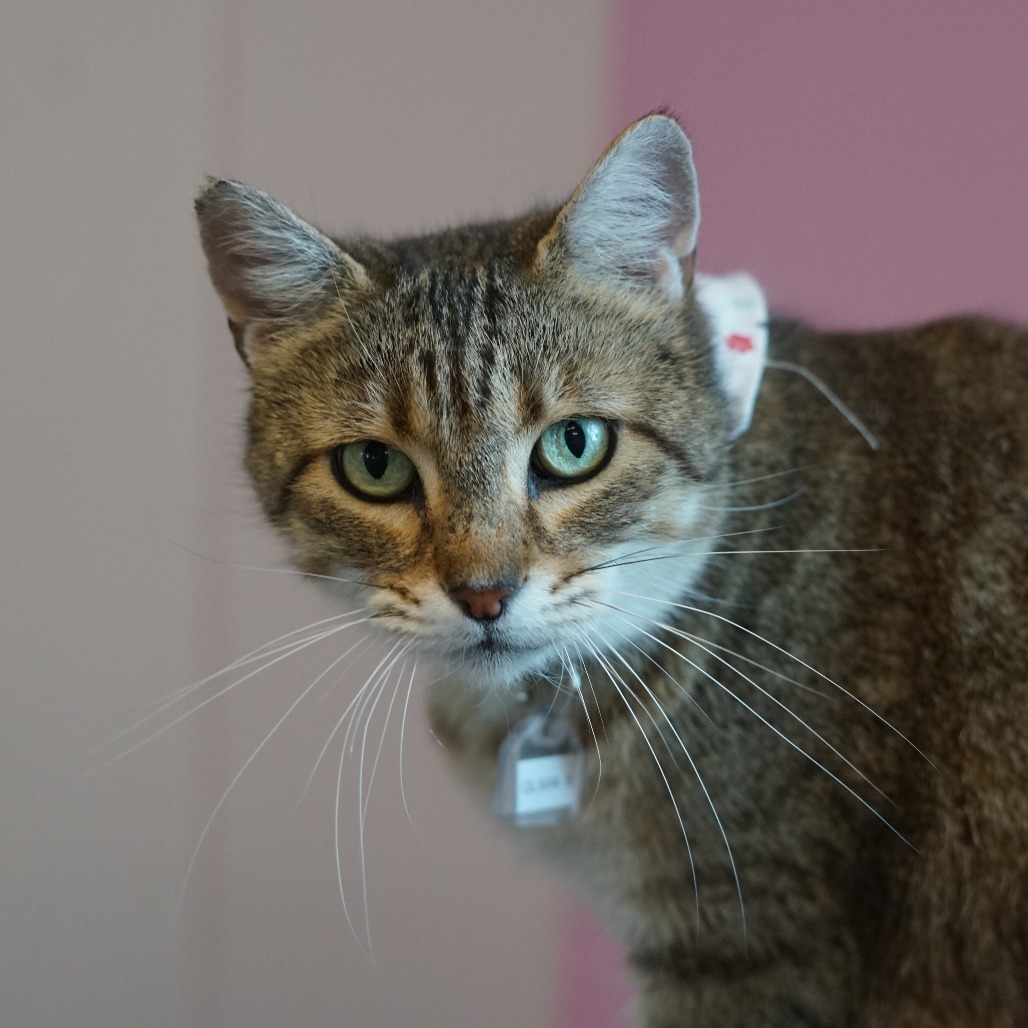 Olivia II is available for adoption at Cat Care Society