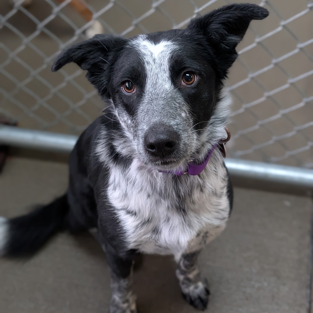 Sterling is available for adoption at Humane Society of Delaware County