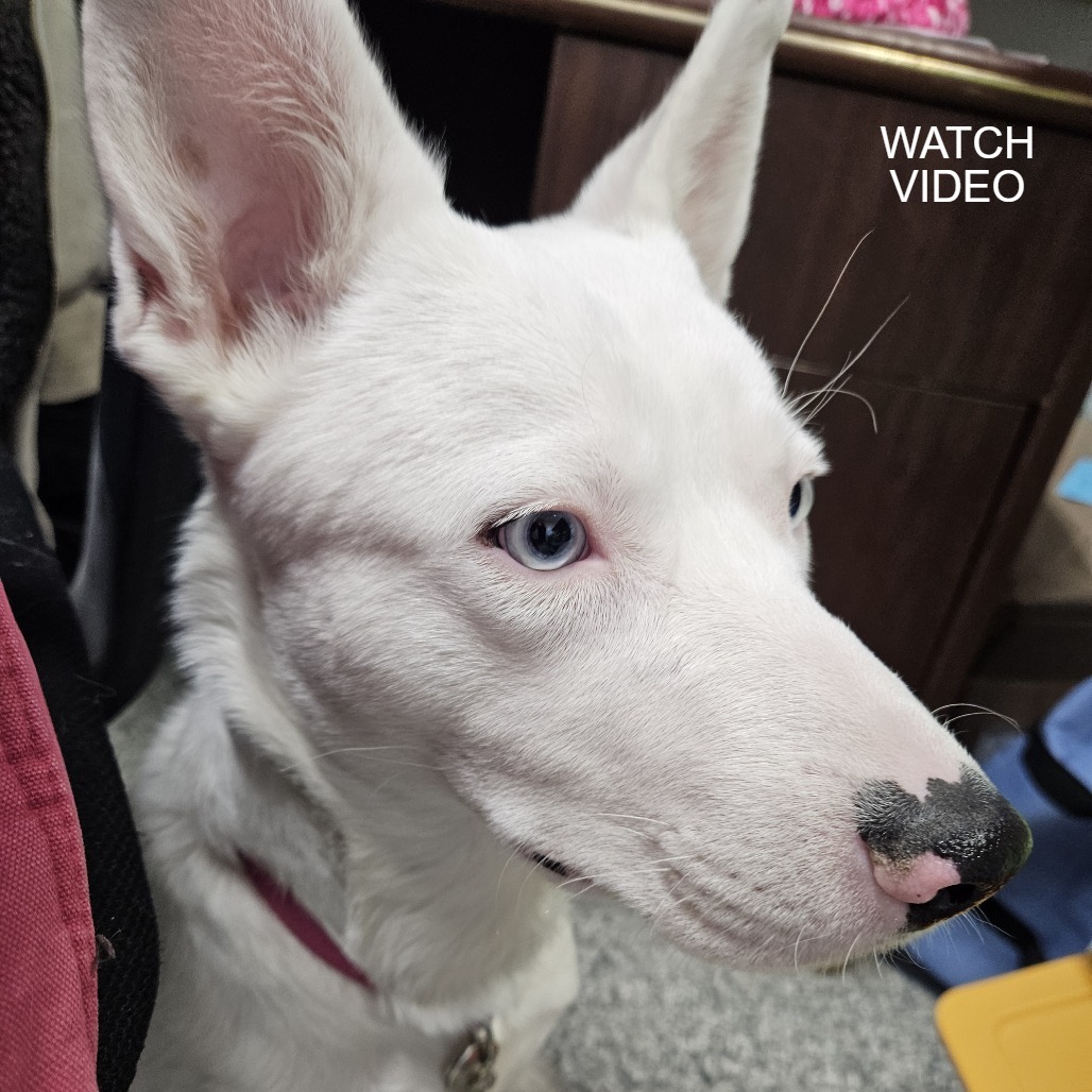 Gypsy is available for adoption at Kingman County Humane Society