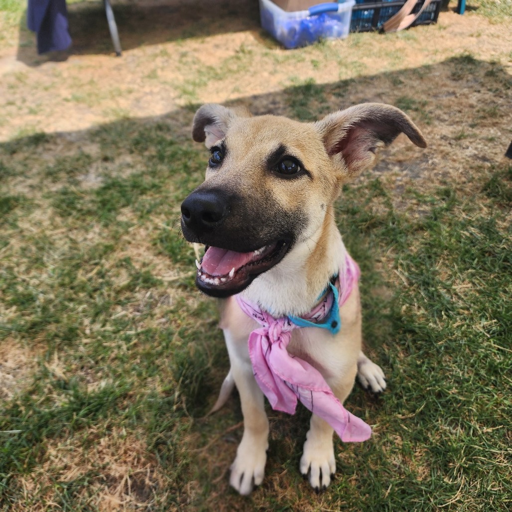 Honey Bun is available for adoption at Happy Bark