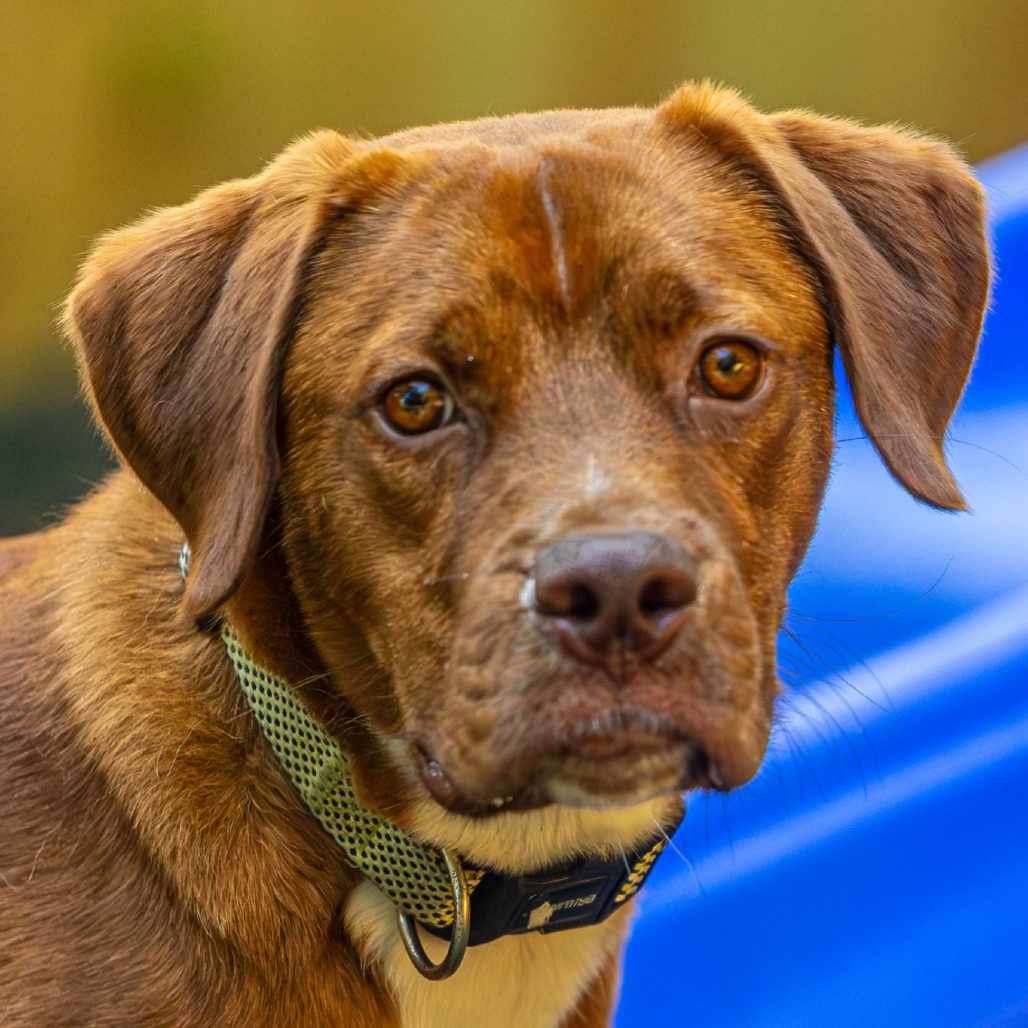 Buddy is available for adoption at PAWS Atlanta