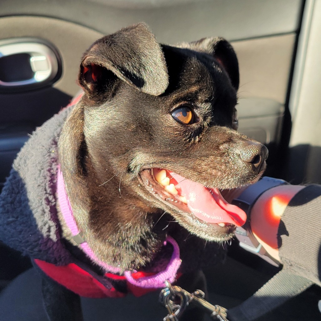 Meet Turnip, a Chihuahua Dog Available For Adoption | Lost Our Home