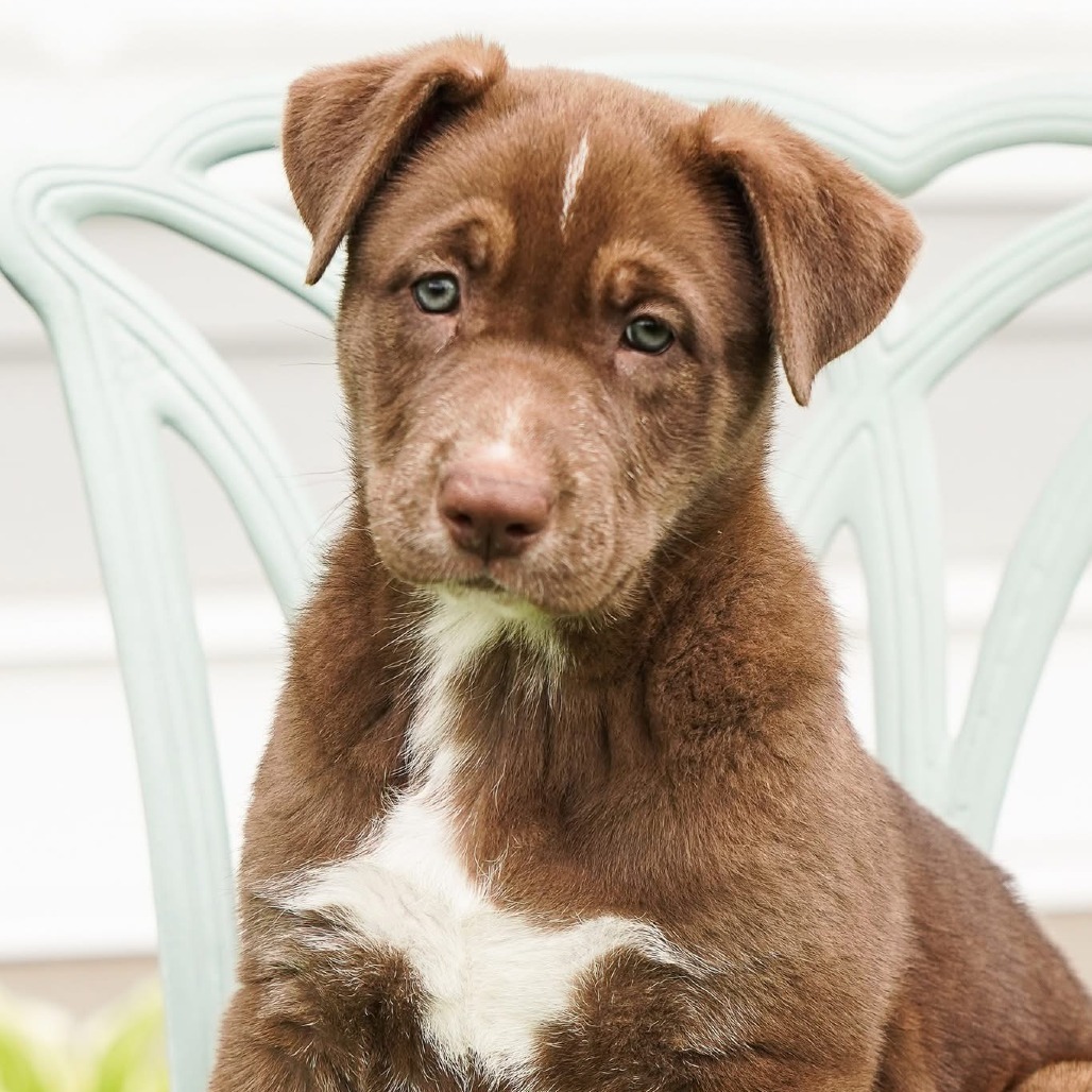 Adoptable Dogs - Rescue Network