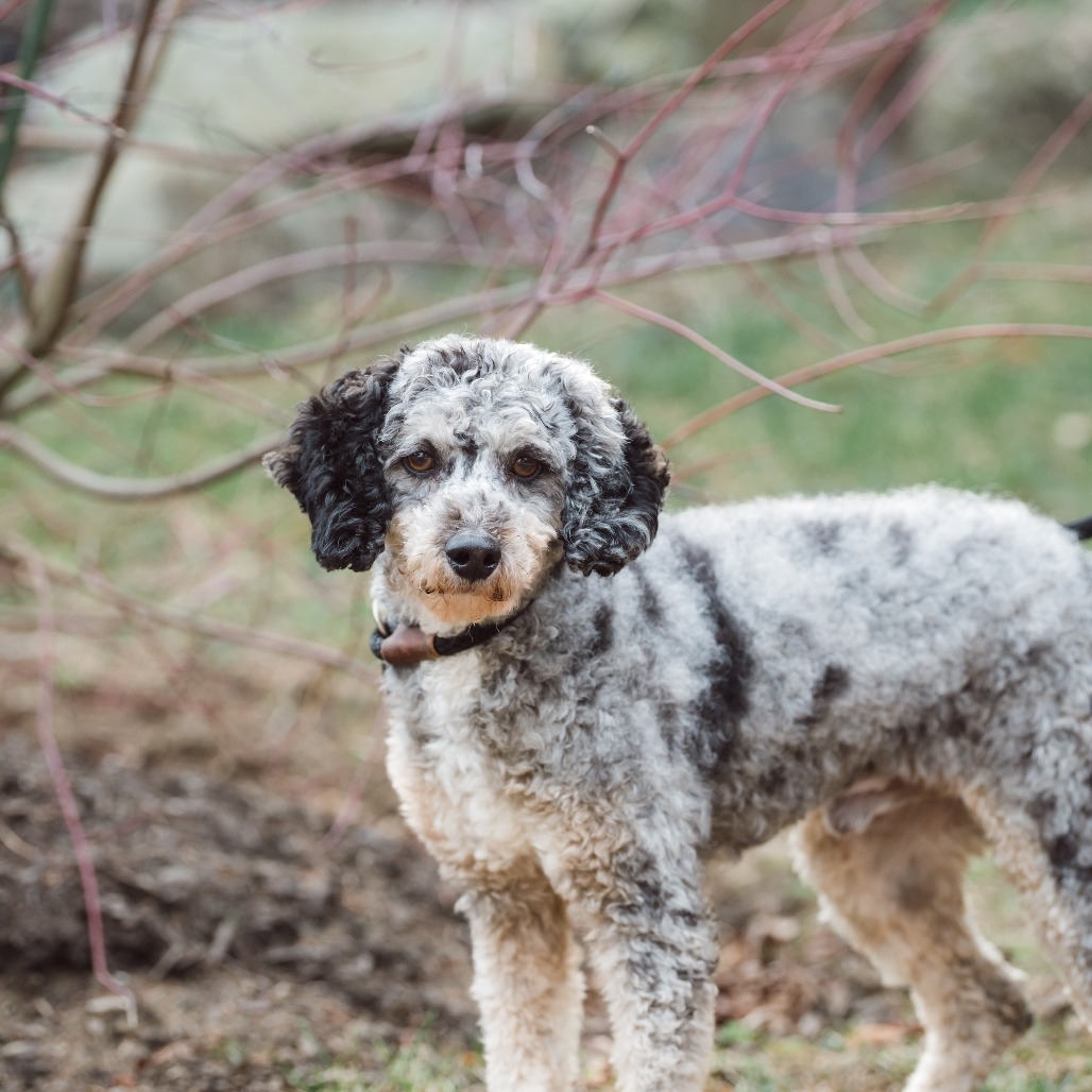 Stryker - Phoenix Animal Rescue