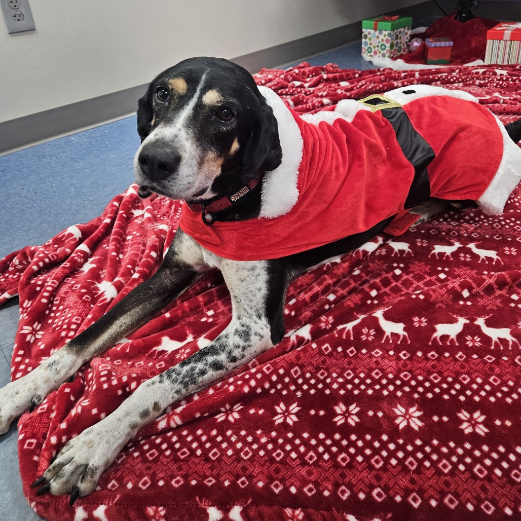 Harvey is available for adoption at Humane Society of North Central Florida