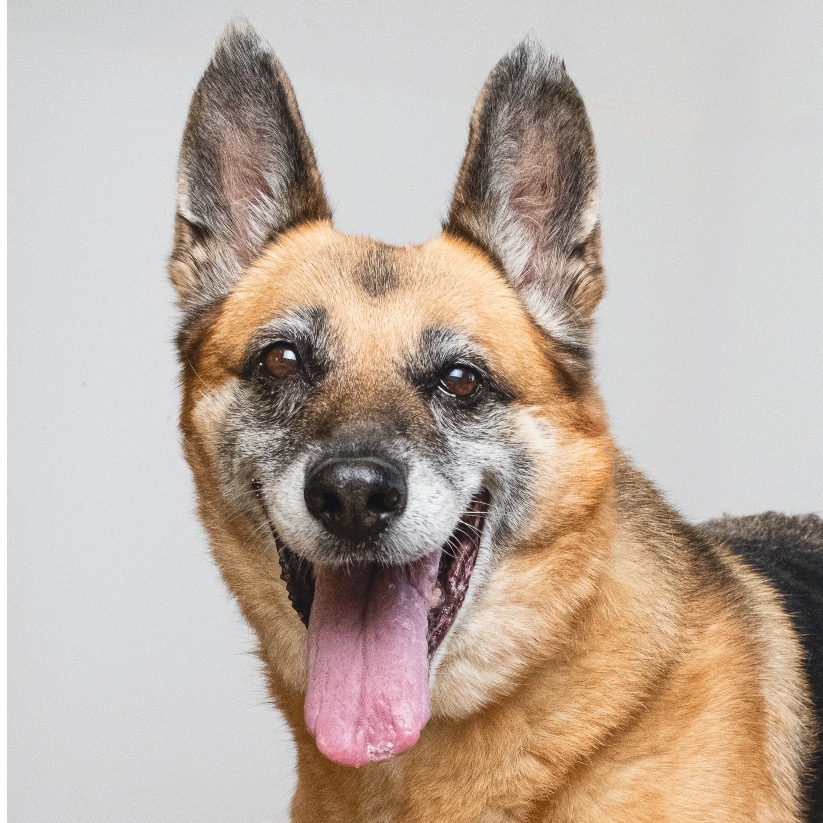 Greta is available for adoption at Palm Springs Animal Shelter
