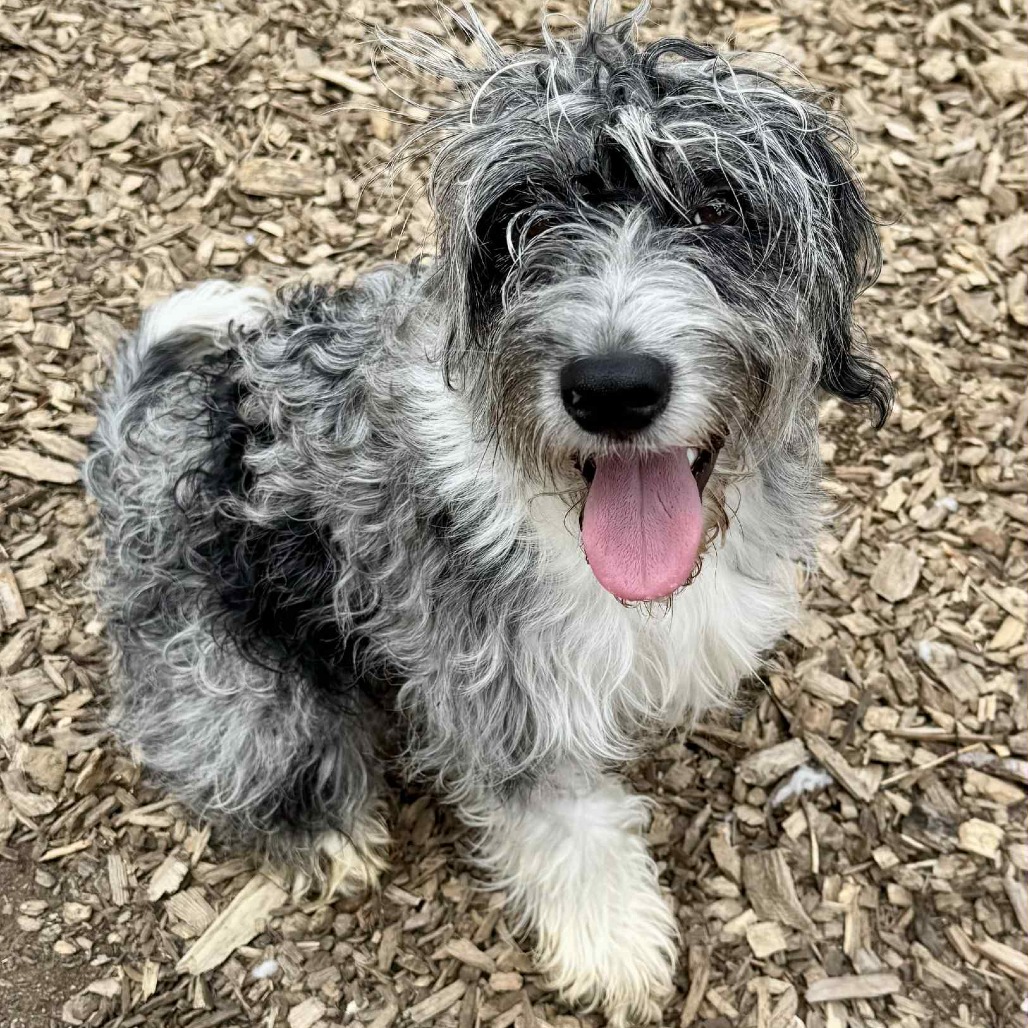 Atlas - Phoenix Animal Rescue