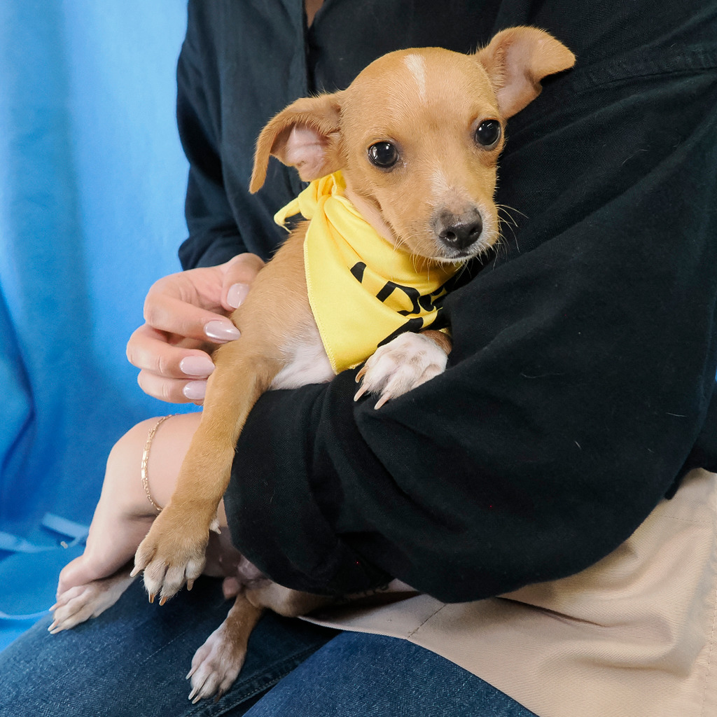 MICHELLE now MABLE is available for adoption at Milo Foundation