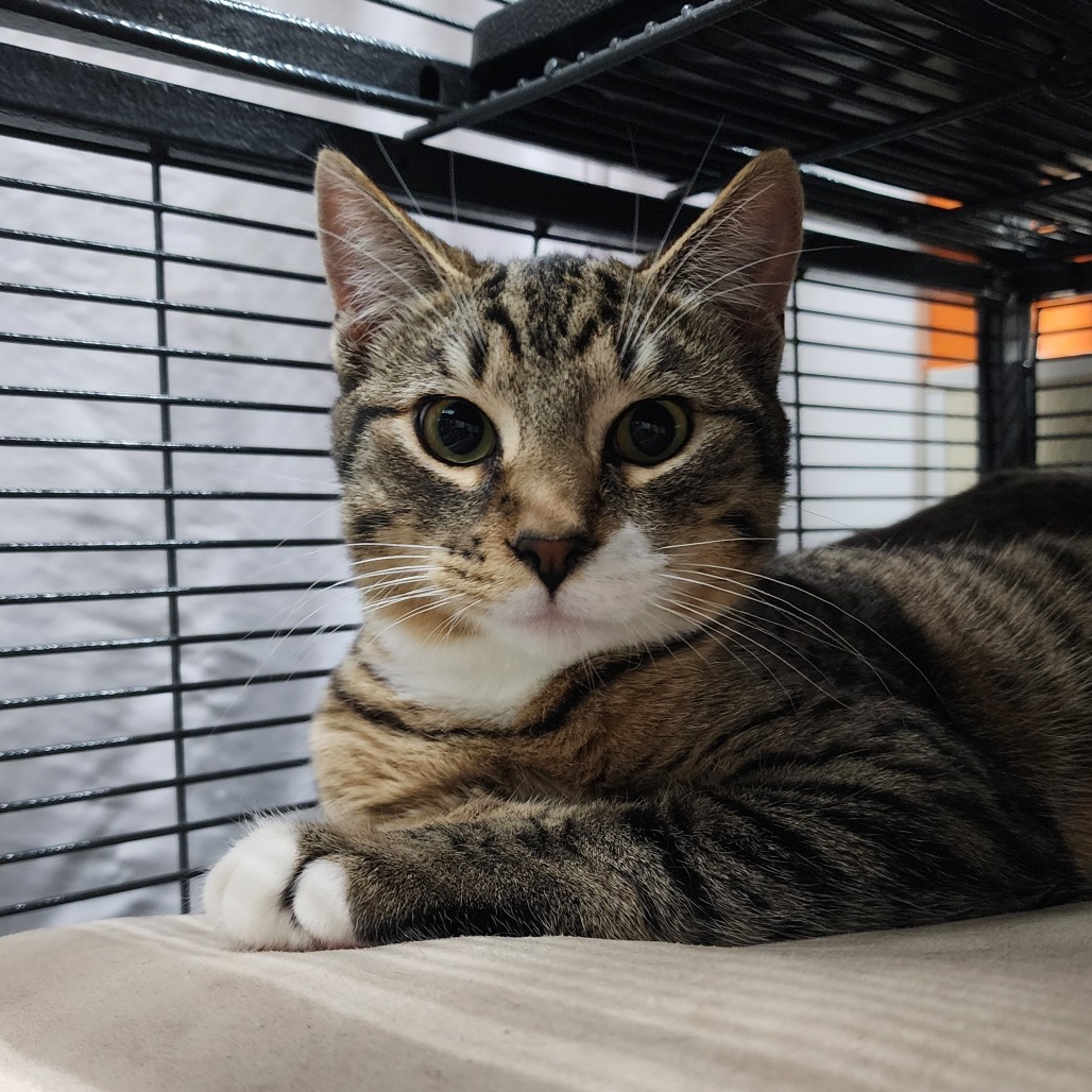 NOX is available for adoption at Milo Foundation