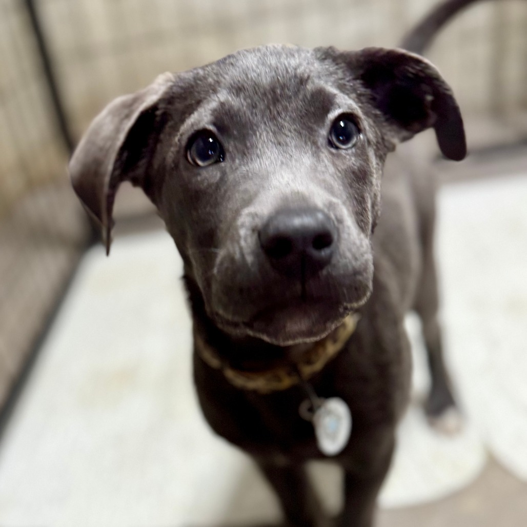 Adoptable Animals - Stray Paws Rescue