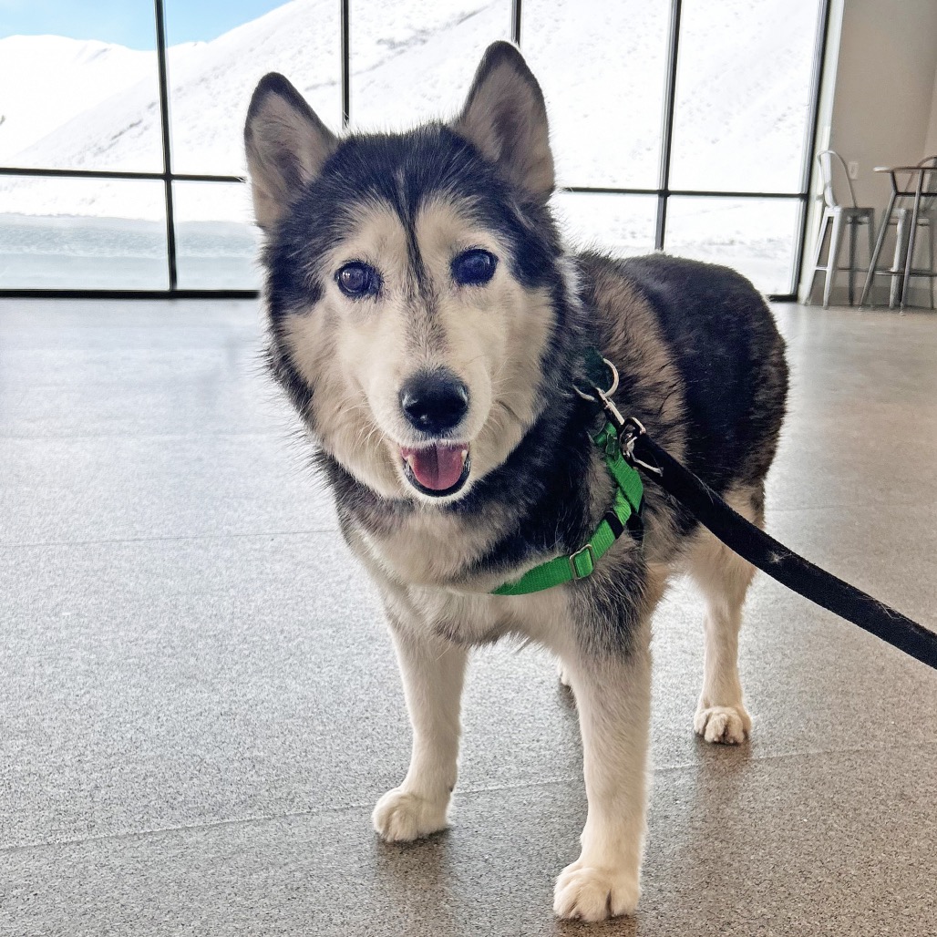 Adoptable Pets Archive - Mountain Humane