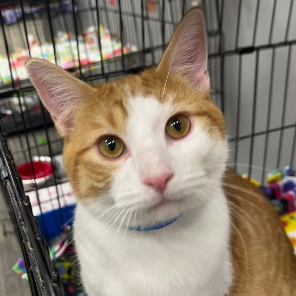Weston is available for adoption at Ten Lives Club, Inc.