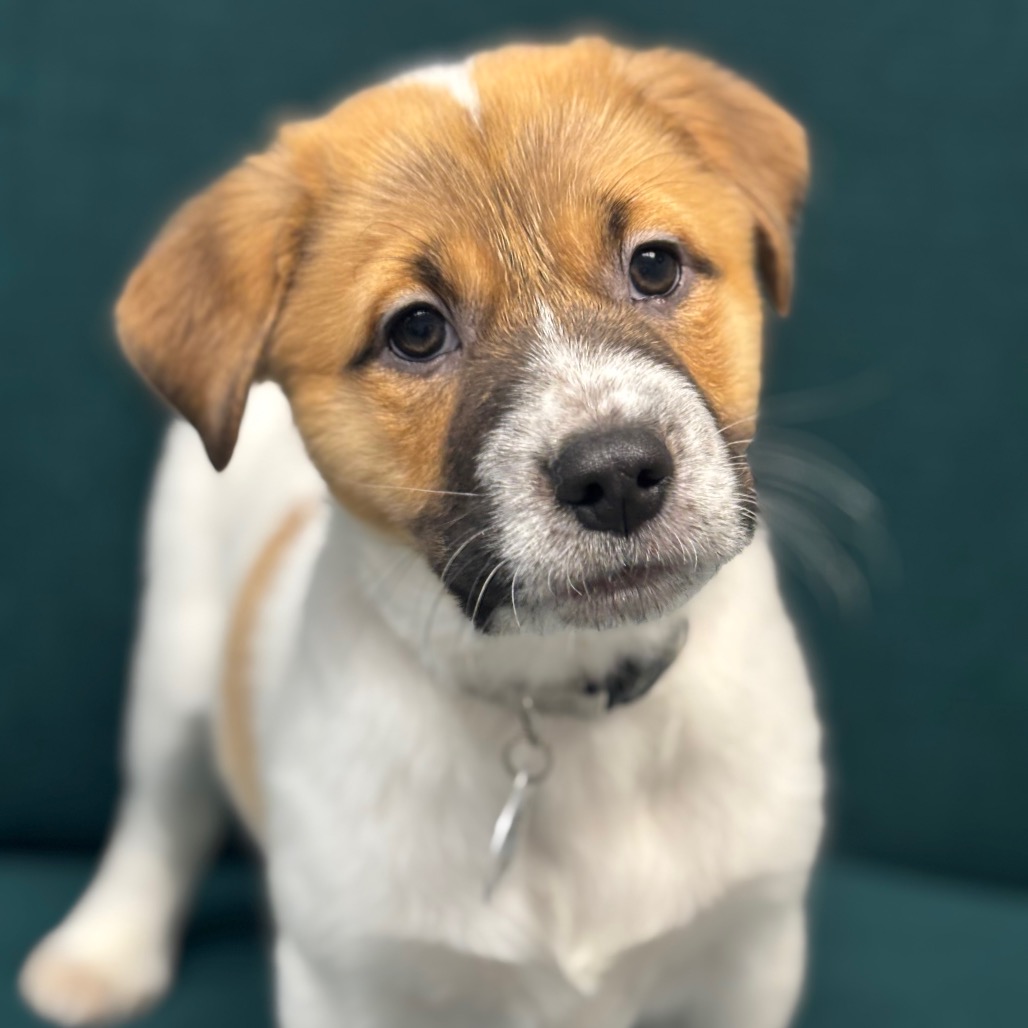 Adoptable Animals - Stray Paws Rescue