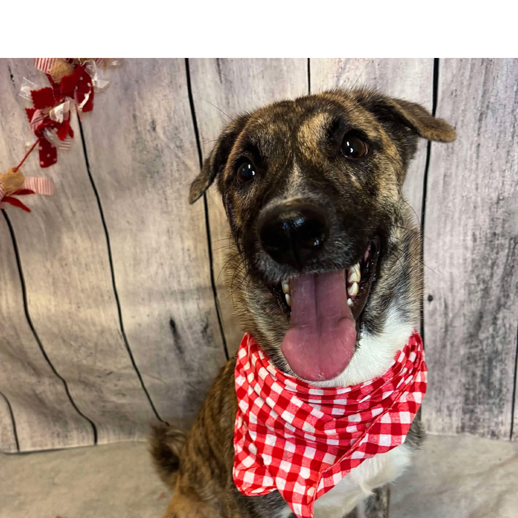 Rocket City Rescue | Adopt a Dog | Foster A Dog