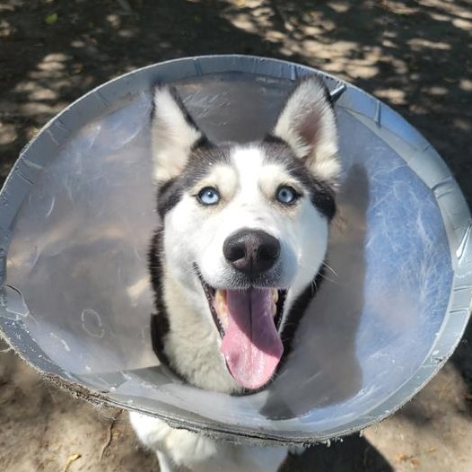 Adopt me at spcaLA! – spcaLA