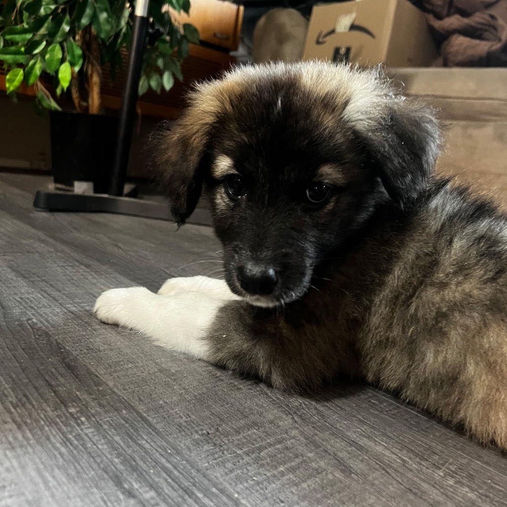 view-animal - Second Chance Animal Rescue Society