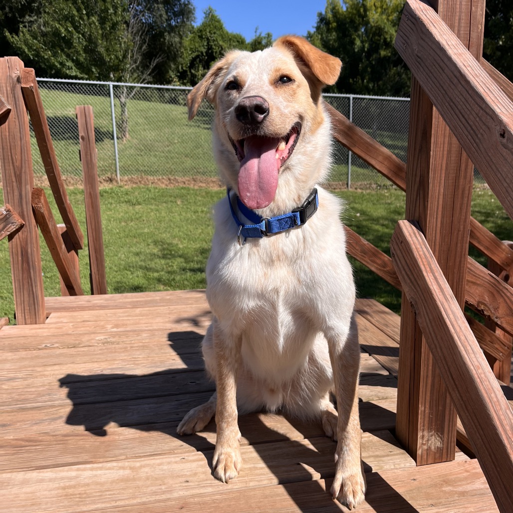 Duck (2501931) is available for adoption at Humane Society of Greater ...