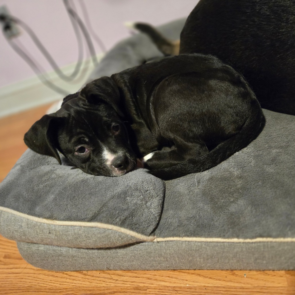 Adoptable Animals - Stray Paws Rescue