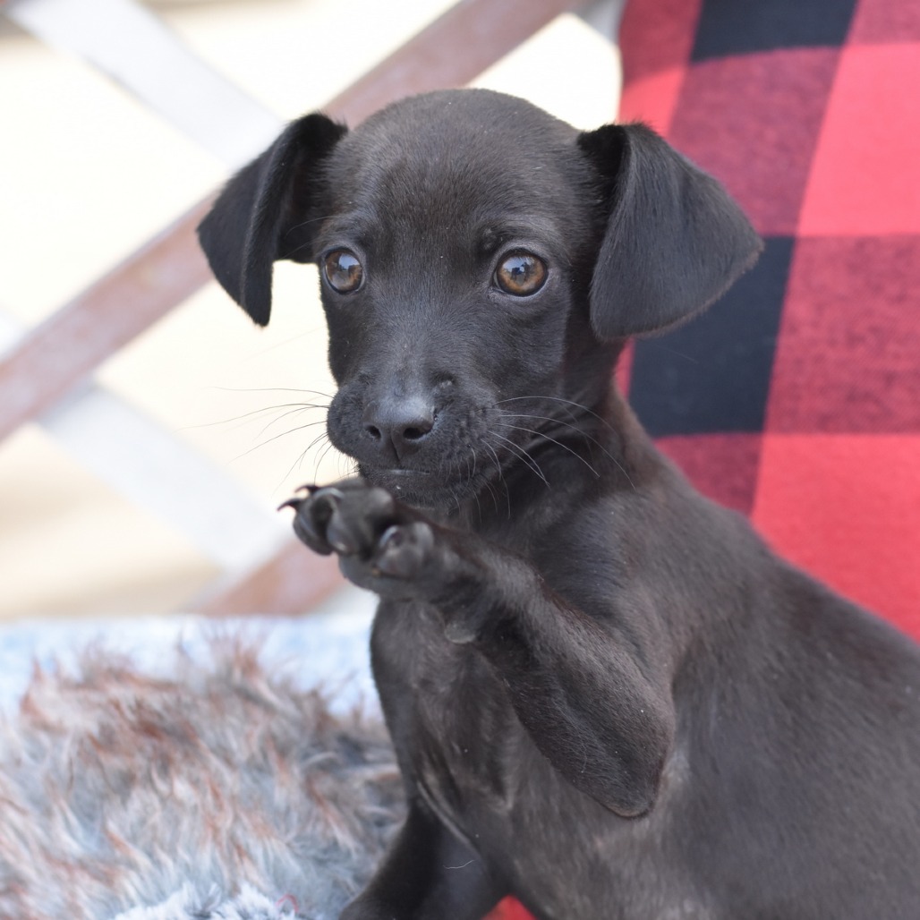 Dancer (Fab Four Litter) is available for adoption at Roams to Homes ...