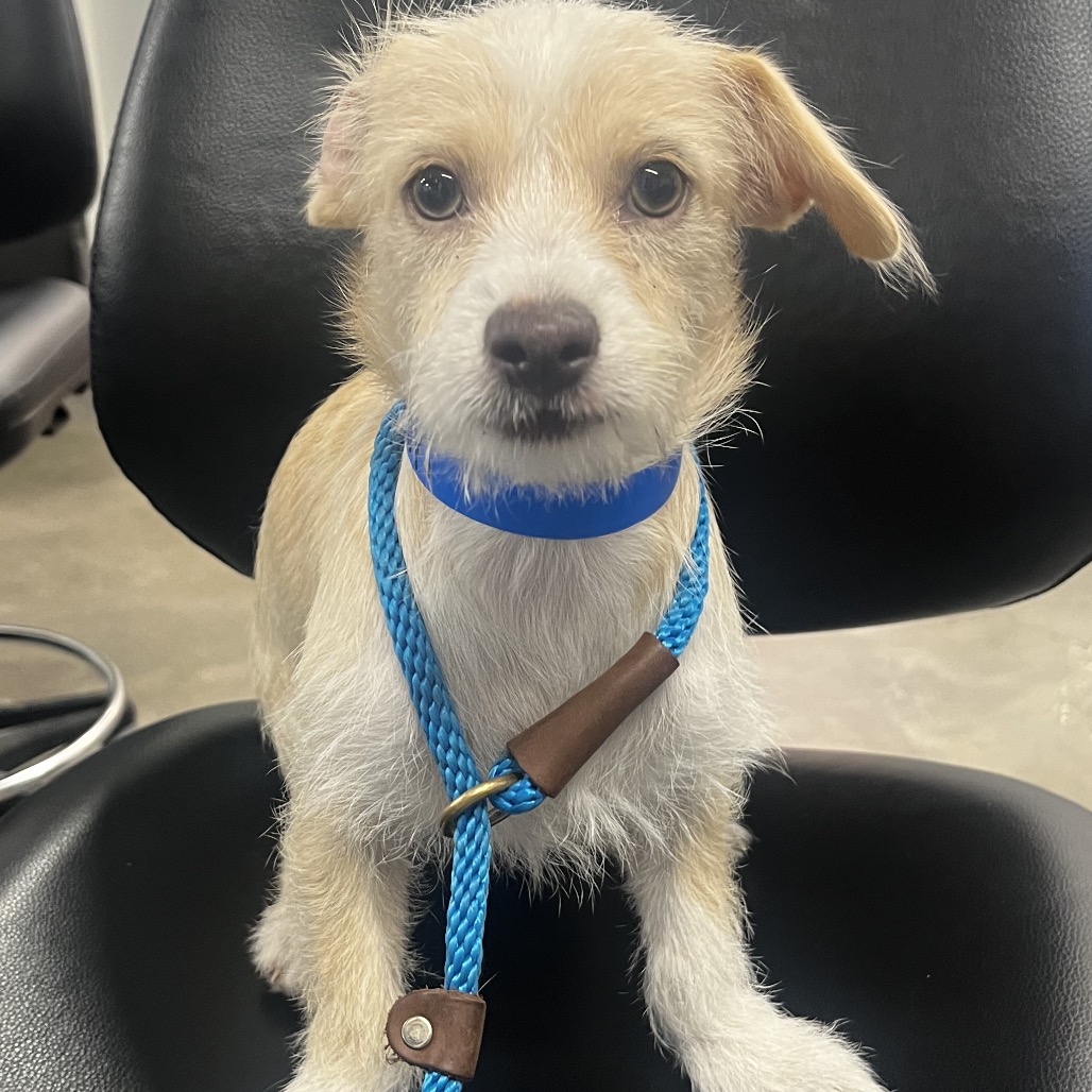 Dawson is available for adoption at Humane Society of Tampa Bay ...