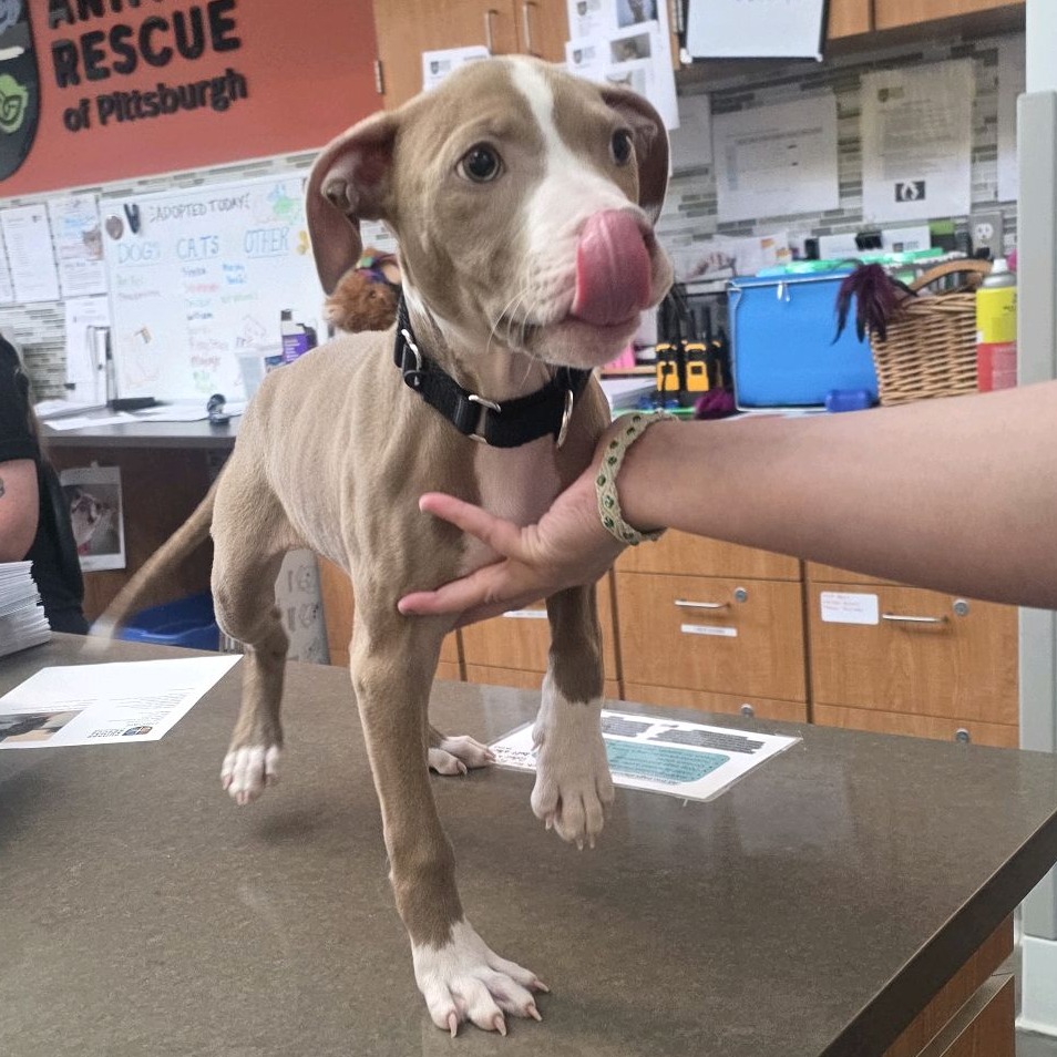 Magnolia - Humane Animal Rescue
