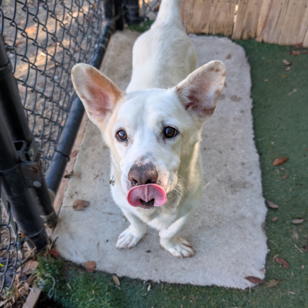Odin is available for adoption at SPCA Florida