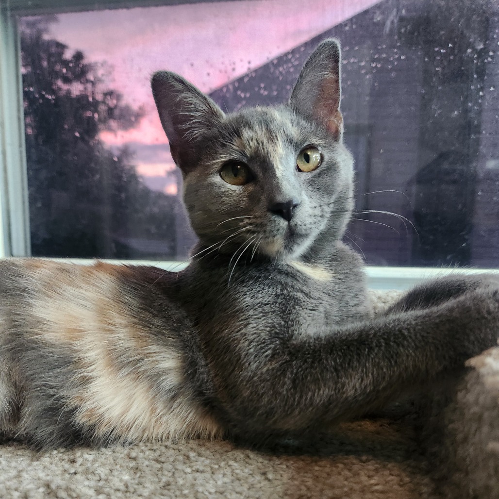Faye Dunaway is available for adoption at Trash Cat Rescue