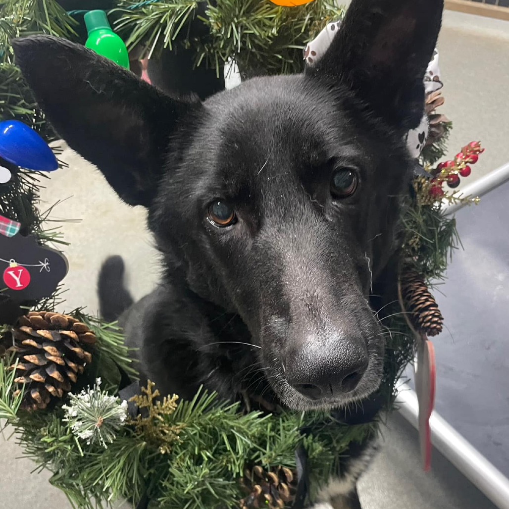 Juliette is available for adoption at Kingman County Humane Society