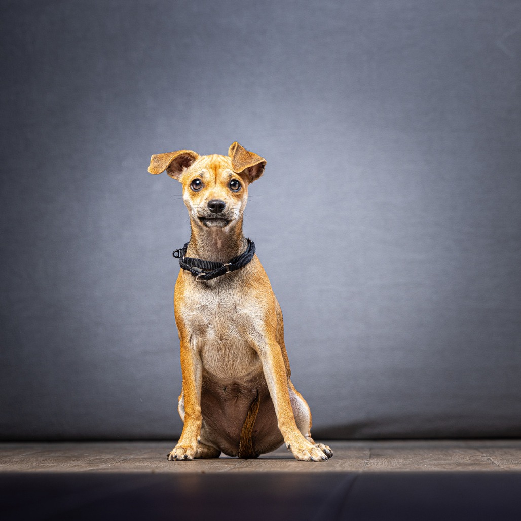 Peep is available for adoption at Furry Friends Humane