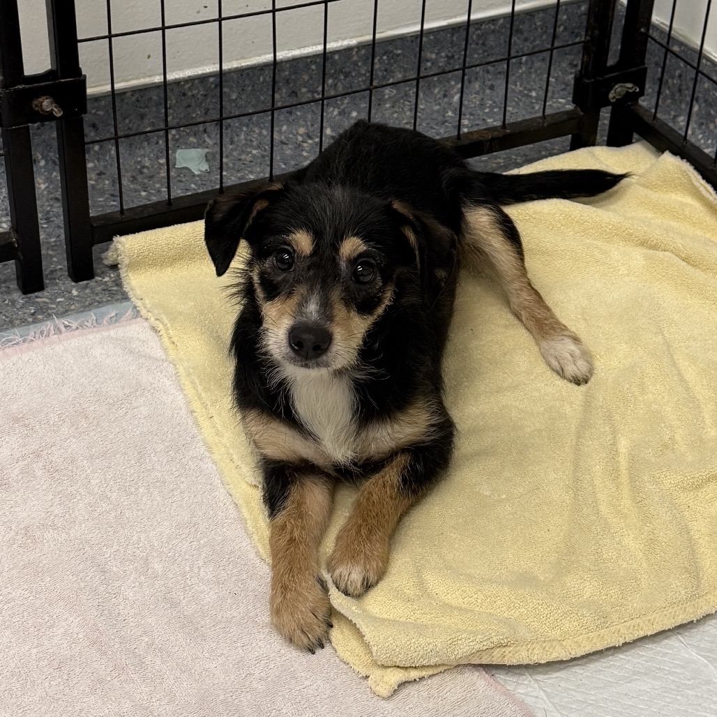 Dogs - Houston Pets Alive!