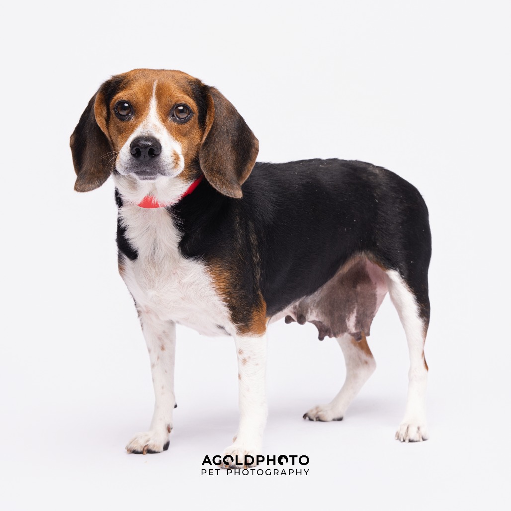 Carmen is available for adoption at Humane Society of Tampa Bay ...