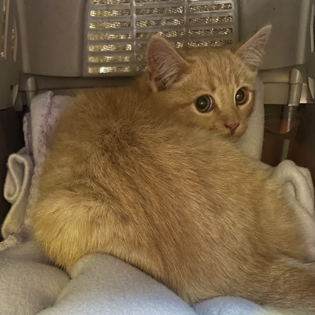 Worried Mort - Humane Animal Rescue